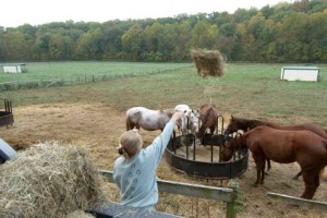 About Longmeadow Rescue Ranch | Longmeadow Rescue Ranch