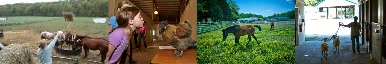 Sponsor a Barn Buddy! | Longmeadow Rescue Ranch | St. Louis, MO