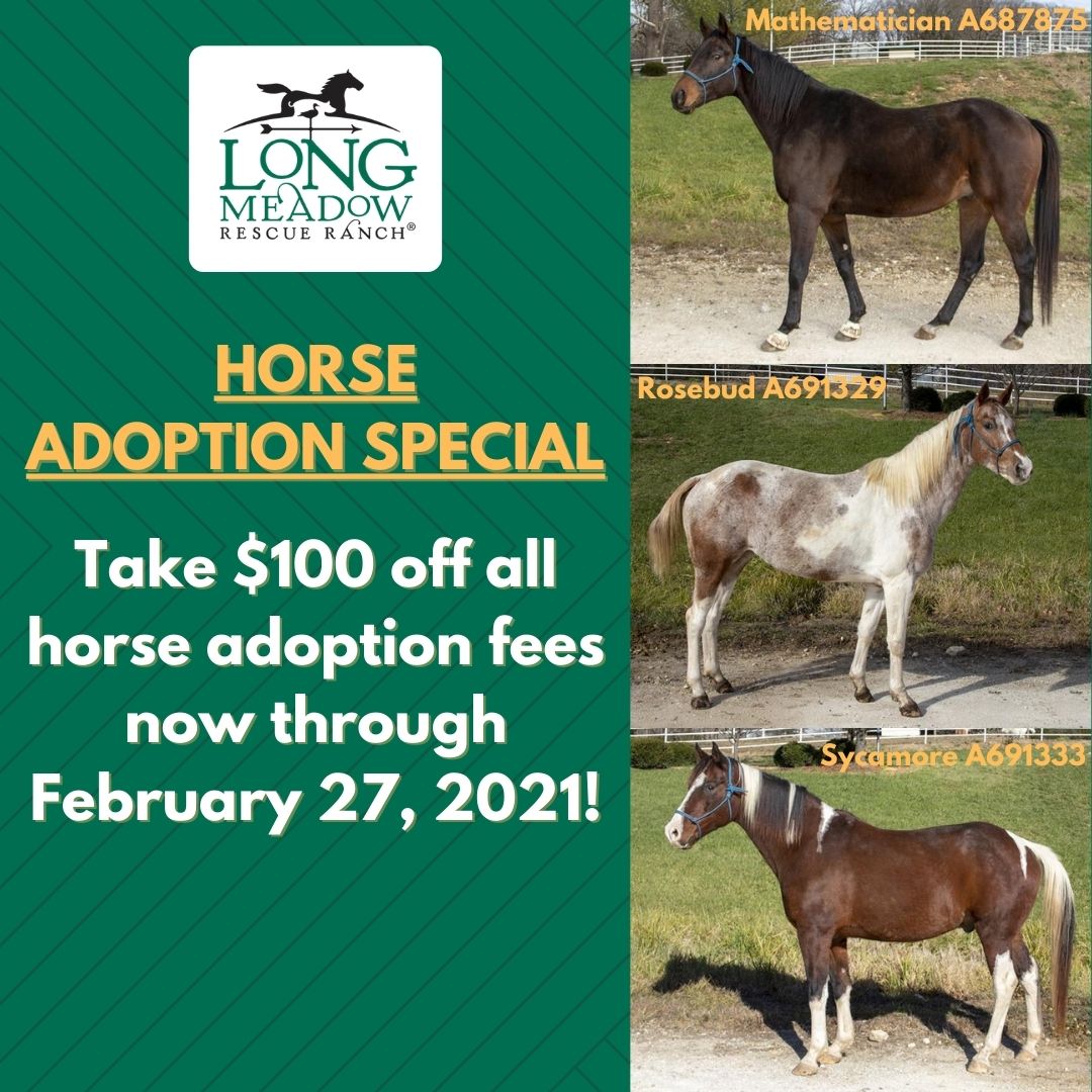 Longmeadow Rescue Ranch • Horse & Farm Animal Rescue • Union, MO