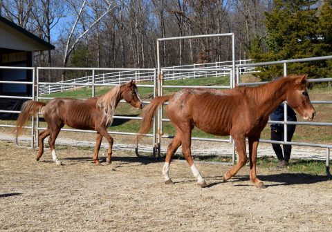 12 Horses Rescued From Starvation and Neglect | Longmeadow Rescue Ranch