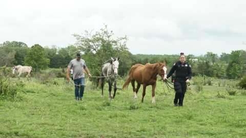 HSMO’s Animal Cruelty Task Force Rescues Four Starving Horses in Greene ...