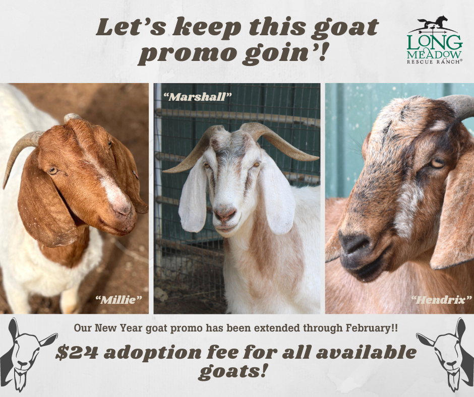 Adoption Form | Longmeadow Rescue Ranch | St. Louis, MO